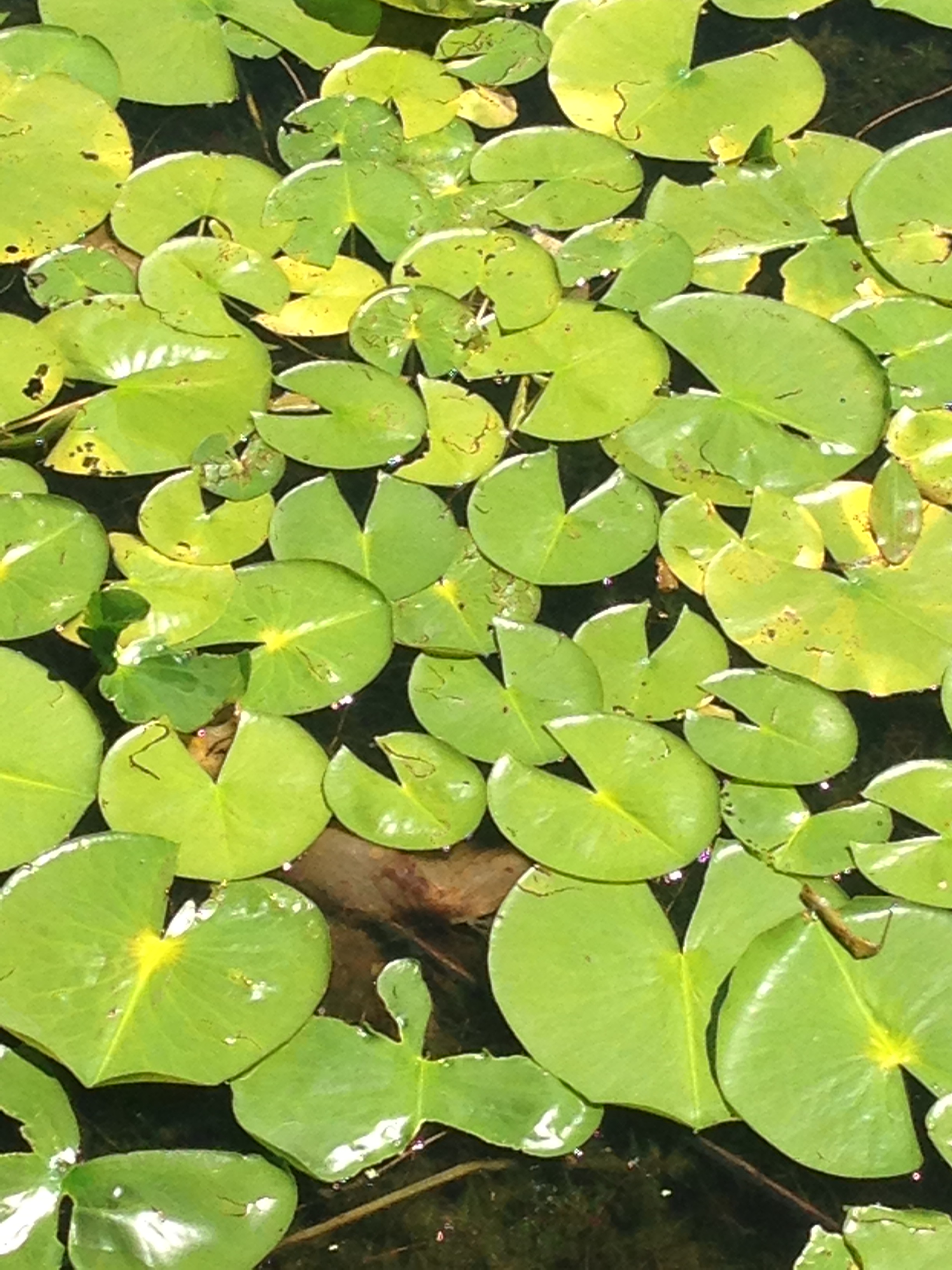 Patterns and Pre-Algebra – Educational Aspirations